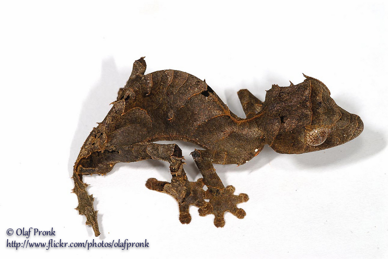 Uroplatus ebenaui – Uroplatus Information Center